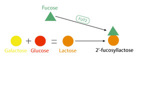 Le 2’-fucosyllactose : un espoir pour la santé intestinale